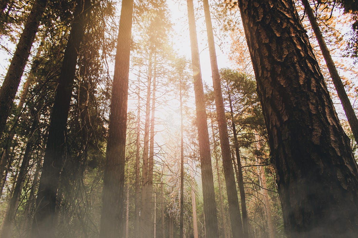 woodside trail 35k — a few months in a few minutes. | by Pei | chasing ...