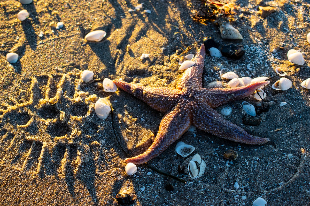 The Starfish Story — Every Little Change Counts | by Mike | Art Lovers ...