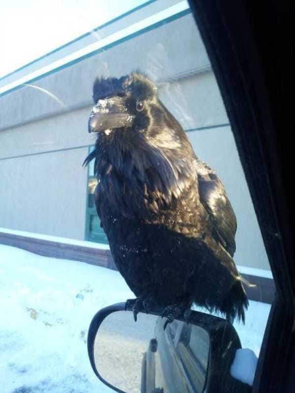 Interesting and Funny Pictures of Crows (42 photos) | by Оксана Малюк ...