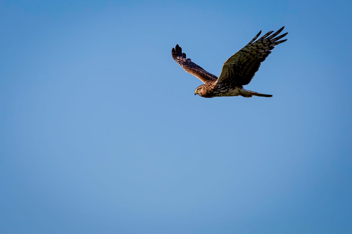 Recalling a Time Before. Raven and Hawk Crossing path for… | by Joseph ...