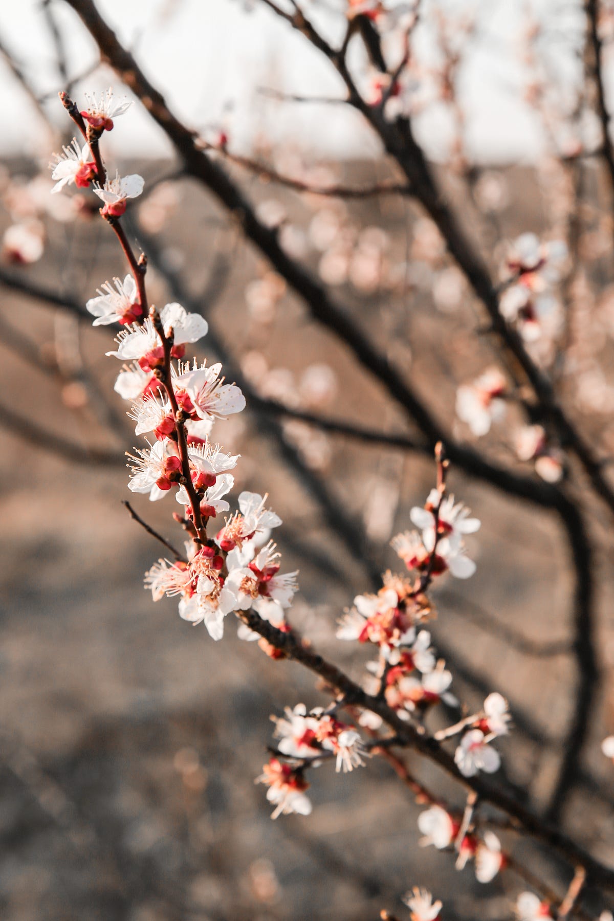Learn How to Appreciate Life's Subtle Beauty through the Art of Yugen ...