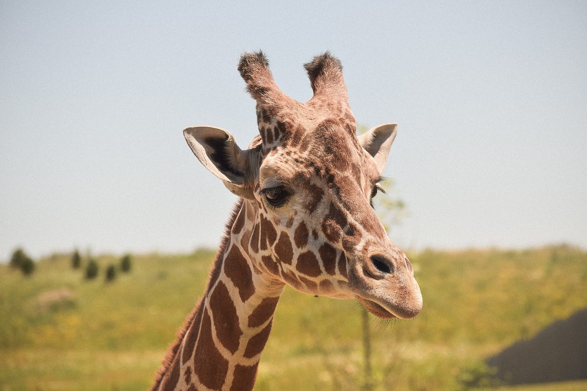 71| NVC — How To Feed a Giraffe?. ZEN BREAKS 71 — Quick tip: giraffes ...