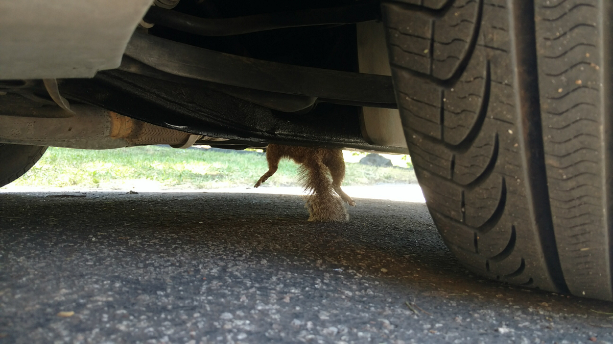 How A Squirrel Killed My Car, Putting Us In Some Serious Danger | by ...