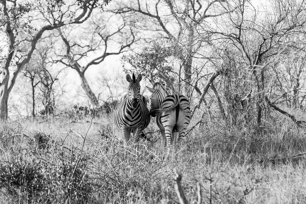 Creativity Through Limitations Living In A Word With Indefinite… By