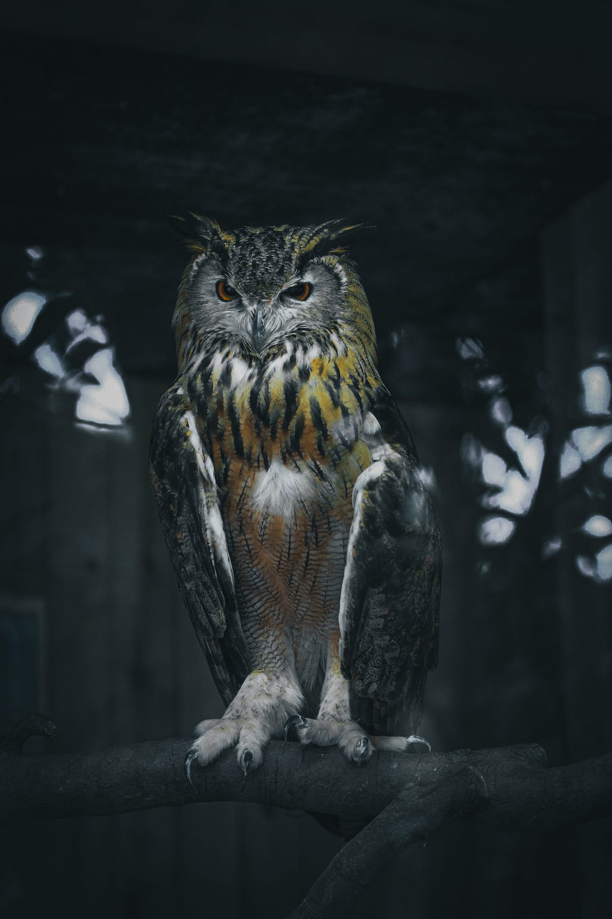 The Twilight Owl - Lit Up - Medium