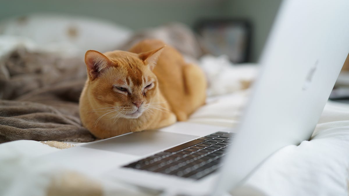 Two minutes NLP — Building a meme creation pipeline with CLIP and GPT-3 ...