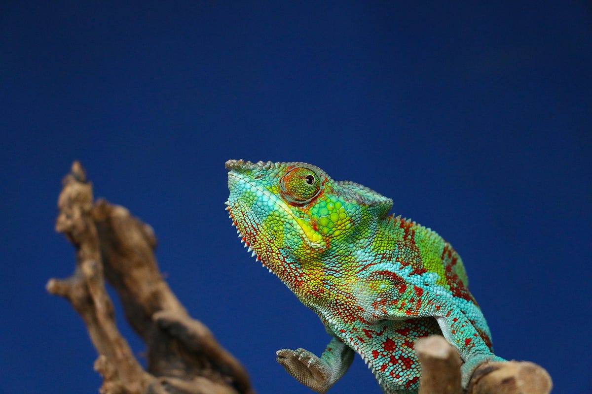 The Colors of the Man - Politically Speaking - Medium