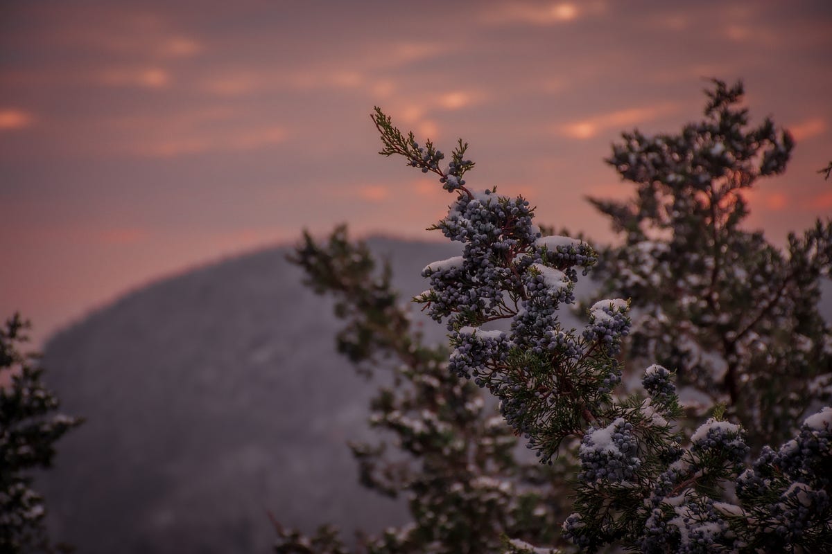 Cedar Trees Dance (40 Days of Open Hands, Day 2) | by Joanna Rodriguez ...