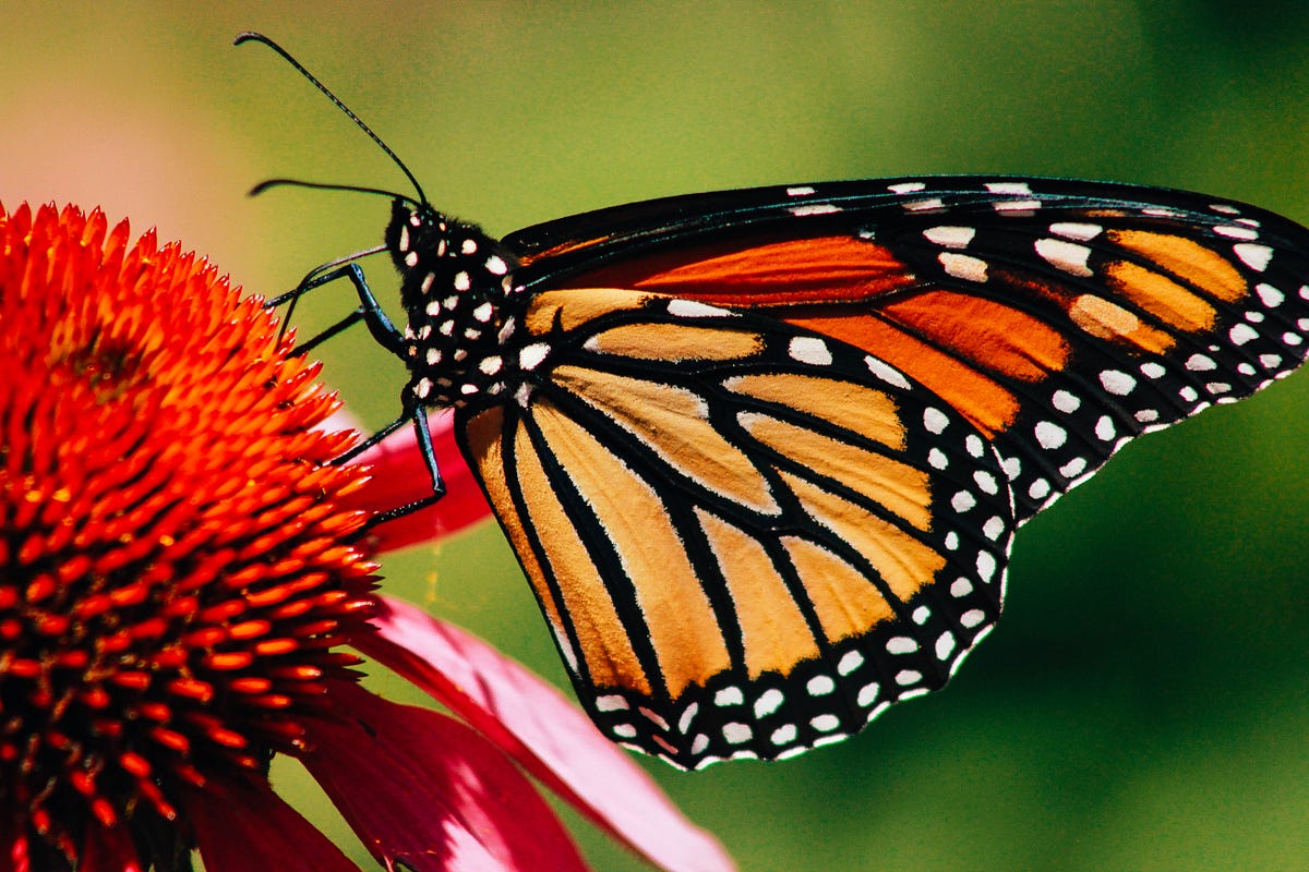 On The Fly Transformation Of Training Data With Amazon S3 Object Lambda By Chaim Rand