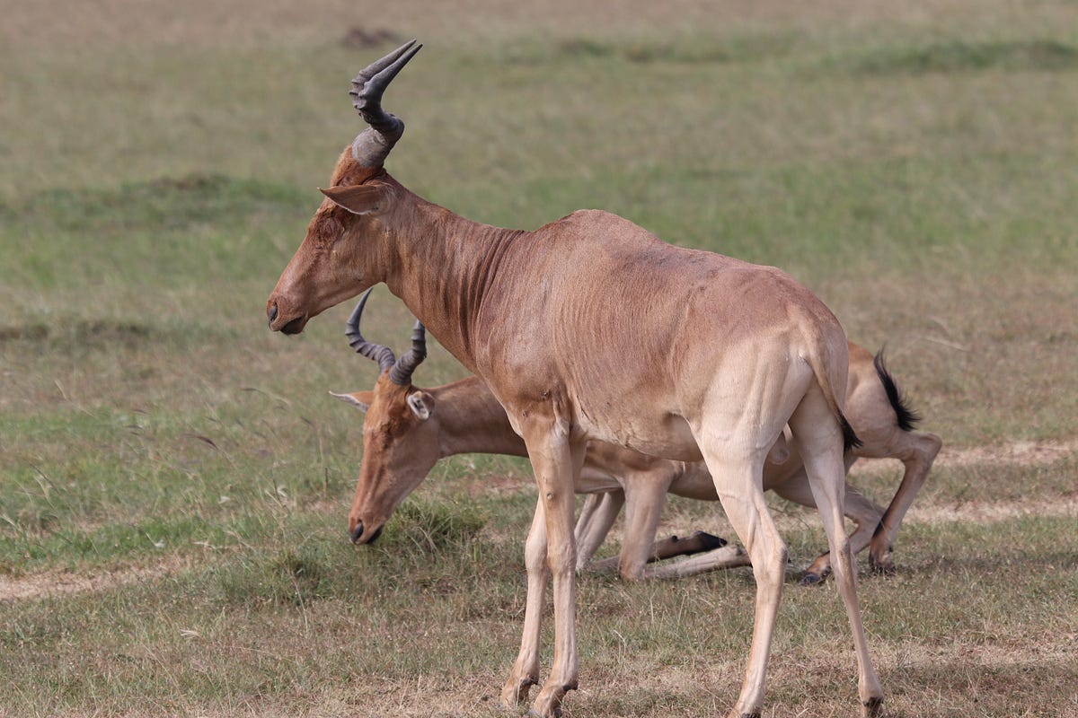 Kongoni. A beest with a harte | by Avi Kotzer | Silly Little Dictionary ...