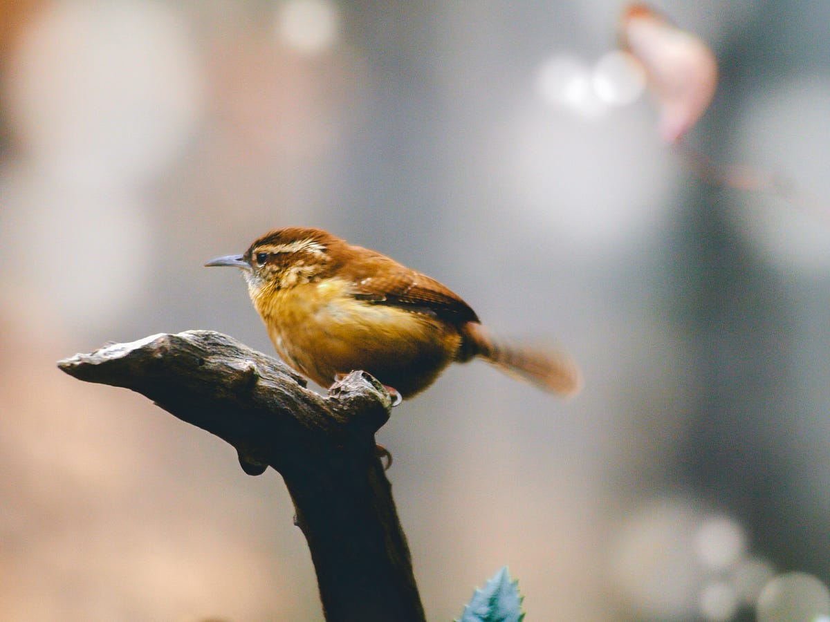 Winter Wren. - Rahul Shravage - Medium