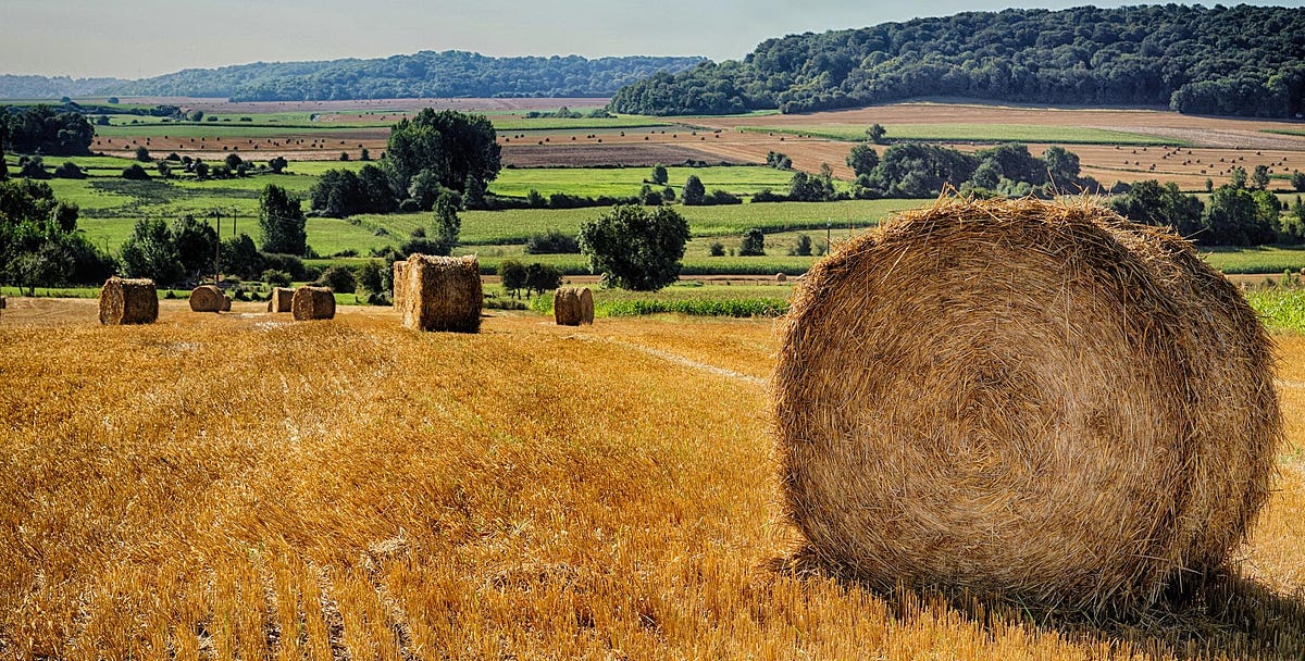Wheat straw waste could be basis for greener chemicals | by Steve ...