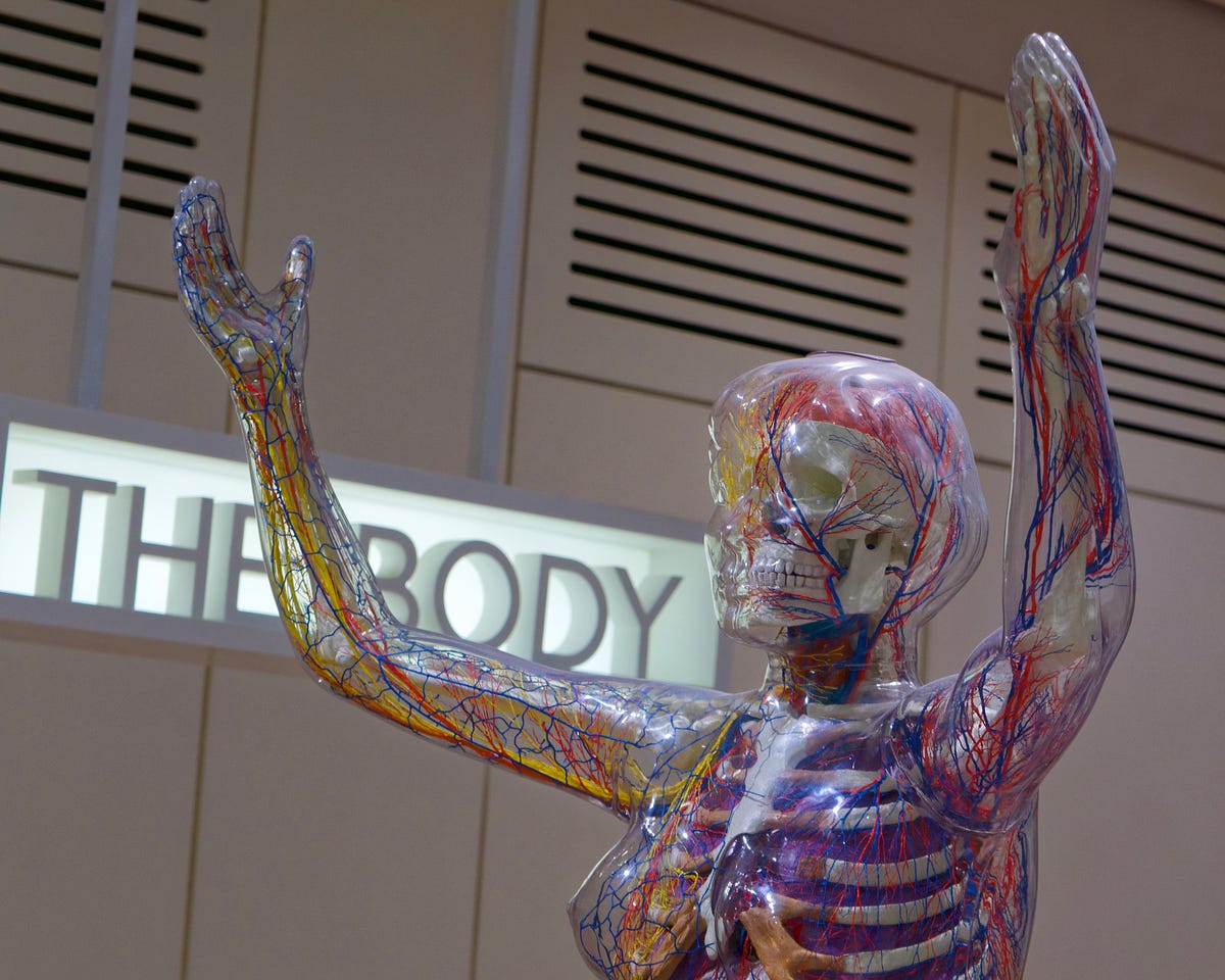 Weirdest Things You Didn’t Know About Your Own Body | by Kiran Yasmin ...