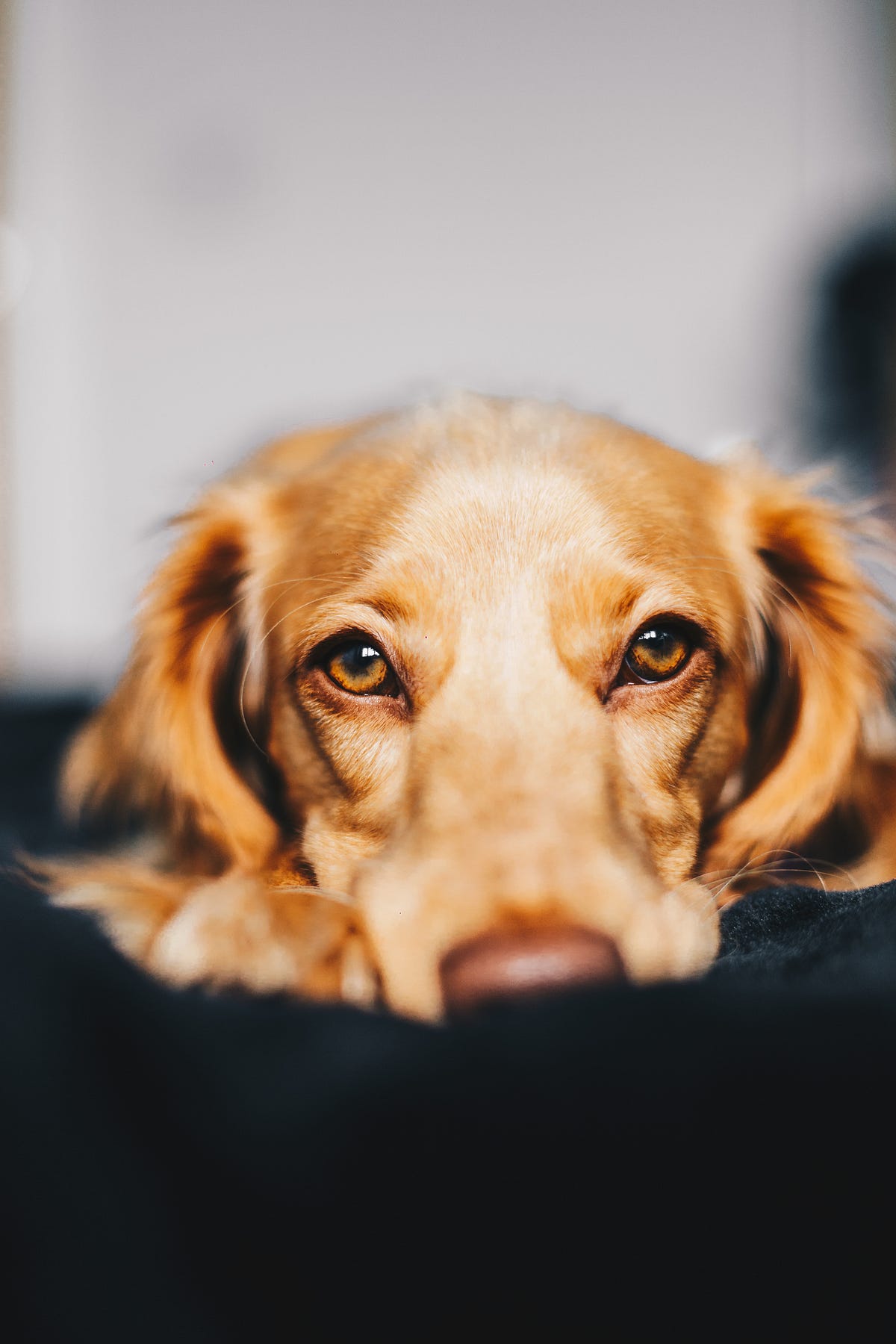 How to Choose the Best Dog Breed for Your Lifestyle | by Ash Sawyer ...