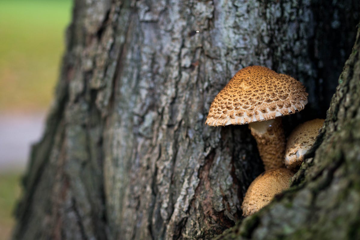 Fungi 101: Shrooms, Social Issues & Symbiosis | by Jean Campbell | Medium