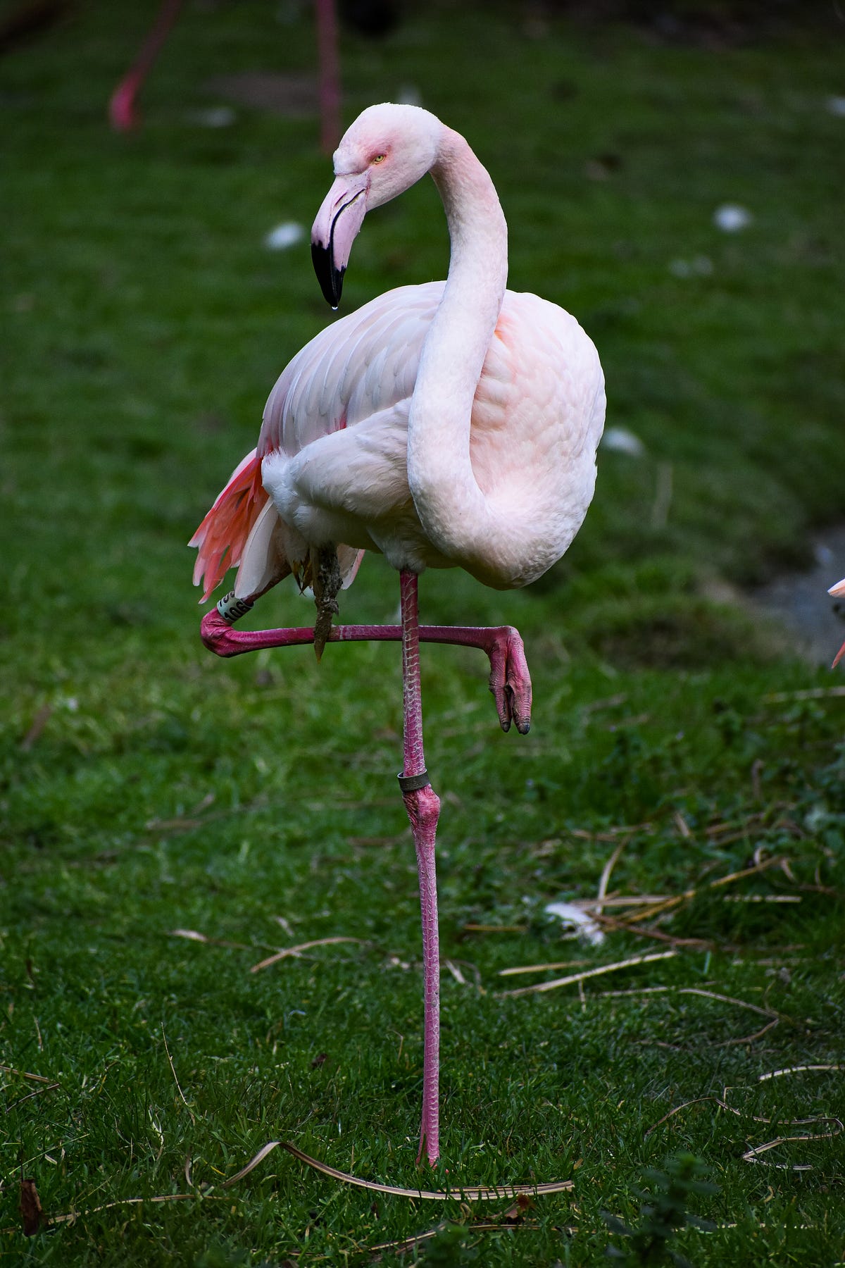 Unable to Stand on one Leg for 10 Secs Leads to Mortality | by Isabella ...