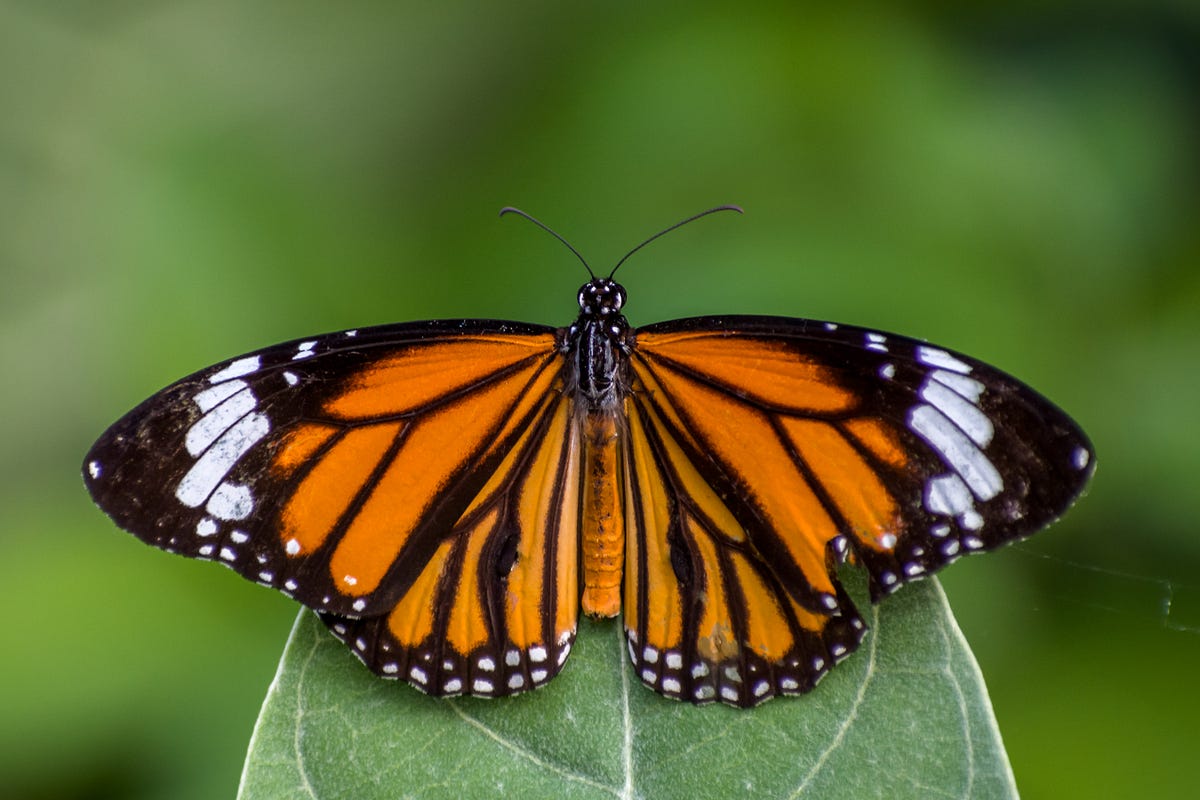 A Butterfly Connection. Practical lessons for life | by Sandra ...