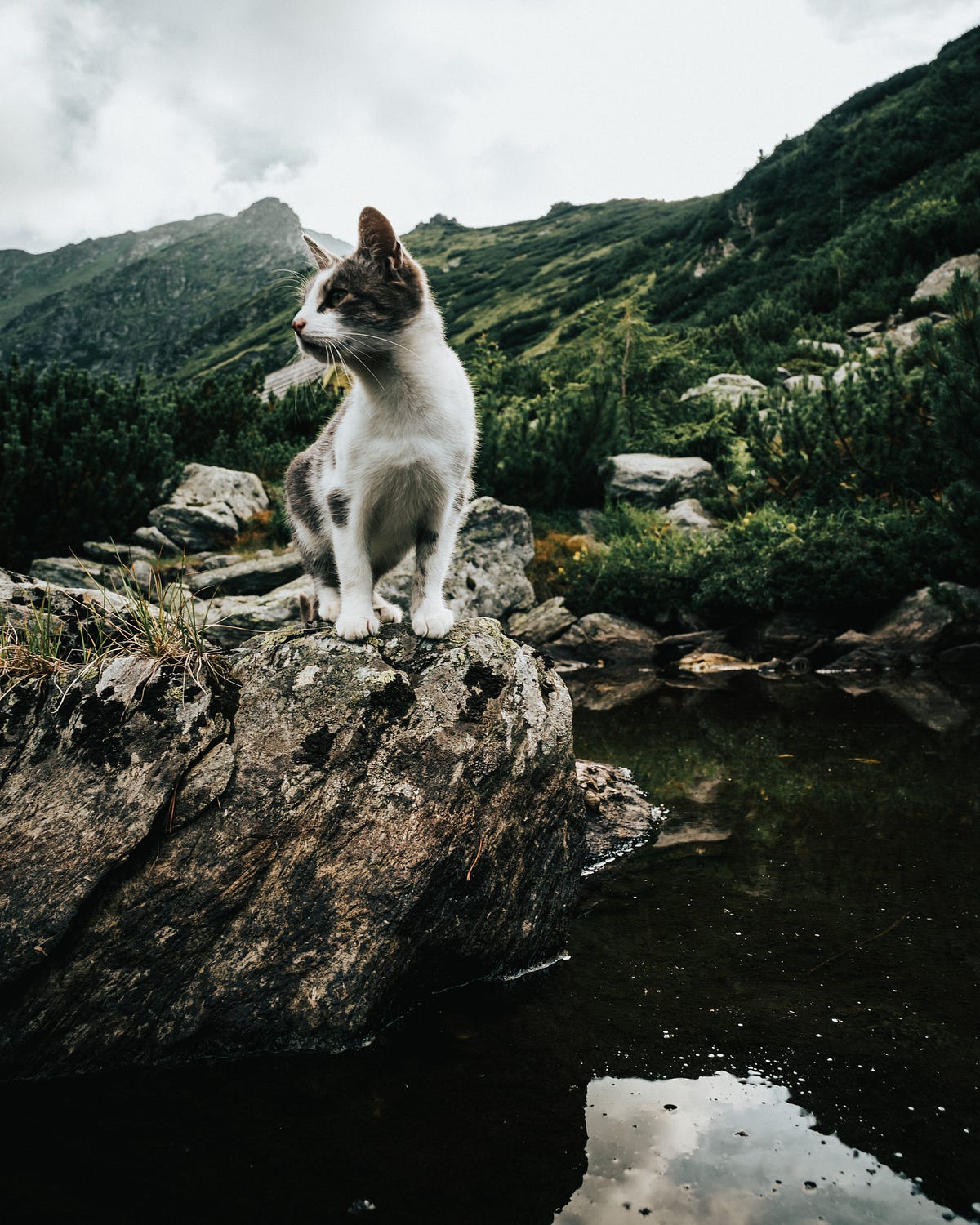 Zack Davisson’s book “Kaibyo: The Supernatural Cats Of Japan” is a ...