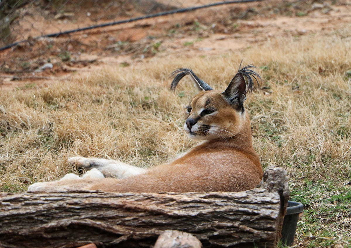 LOS HERMOSOS CARACALES. El lince caracal (Caracal caracal) es… | by Leo ...