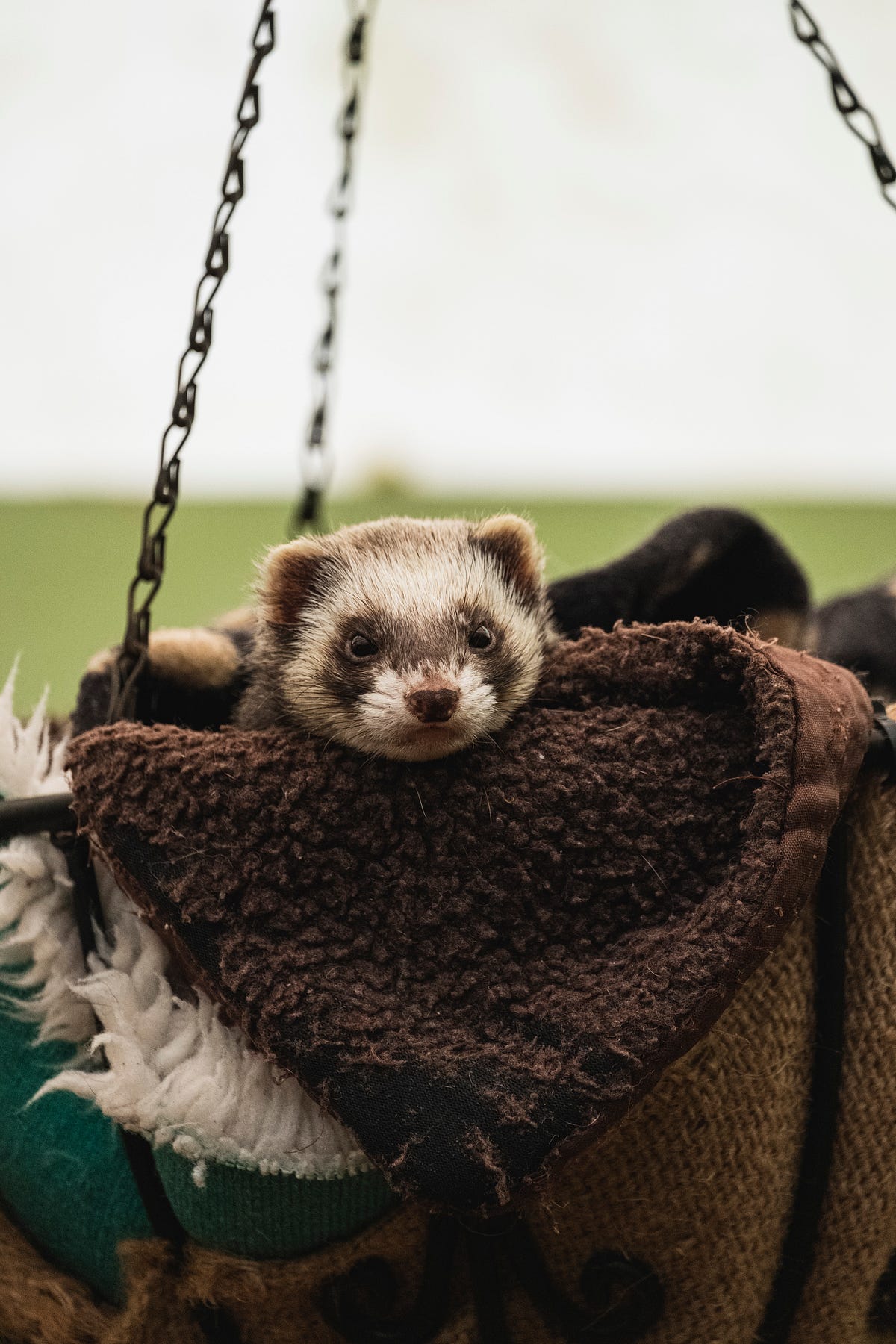 I bet you didn’t know these two things about ferrets! Thanks to ...