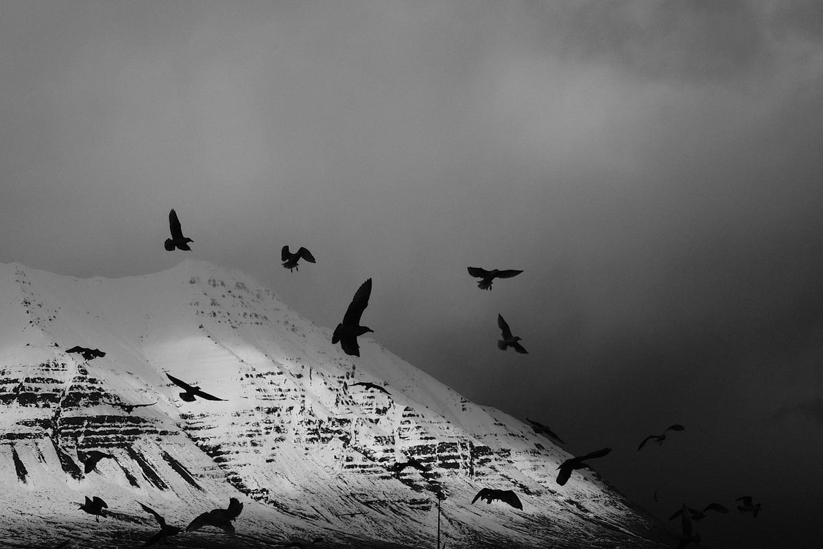 crows in snow. the murder flies home scattered across… | by Rhonda ...