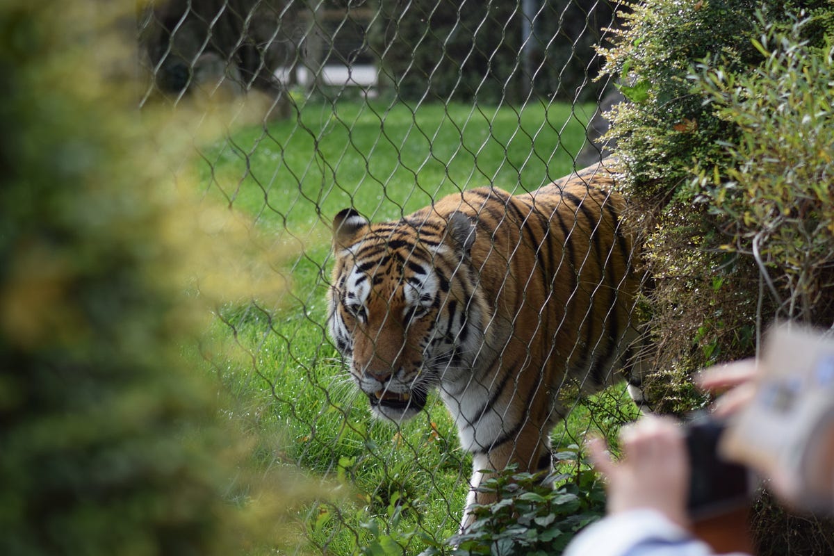 I finally watched Tiger King and Lord have mercy. | by Tessa | Medium