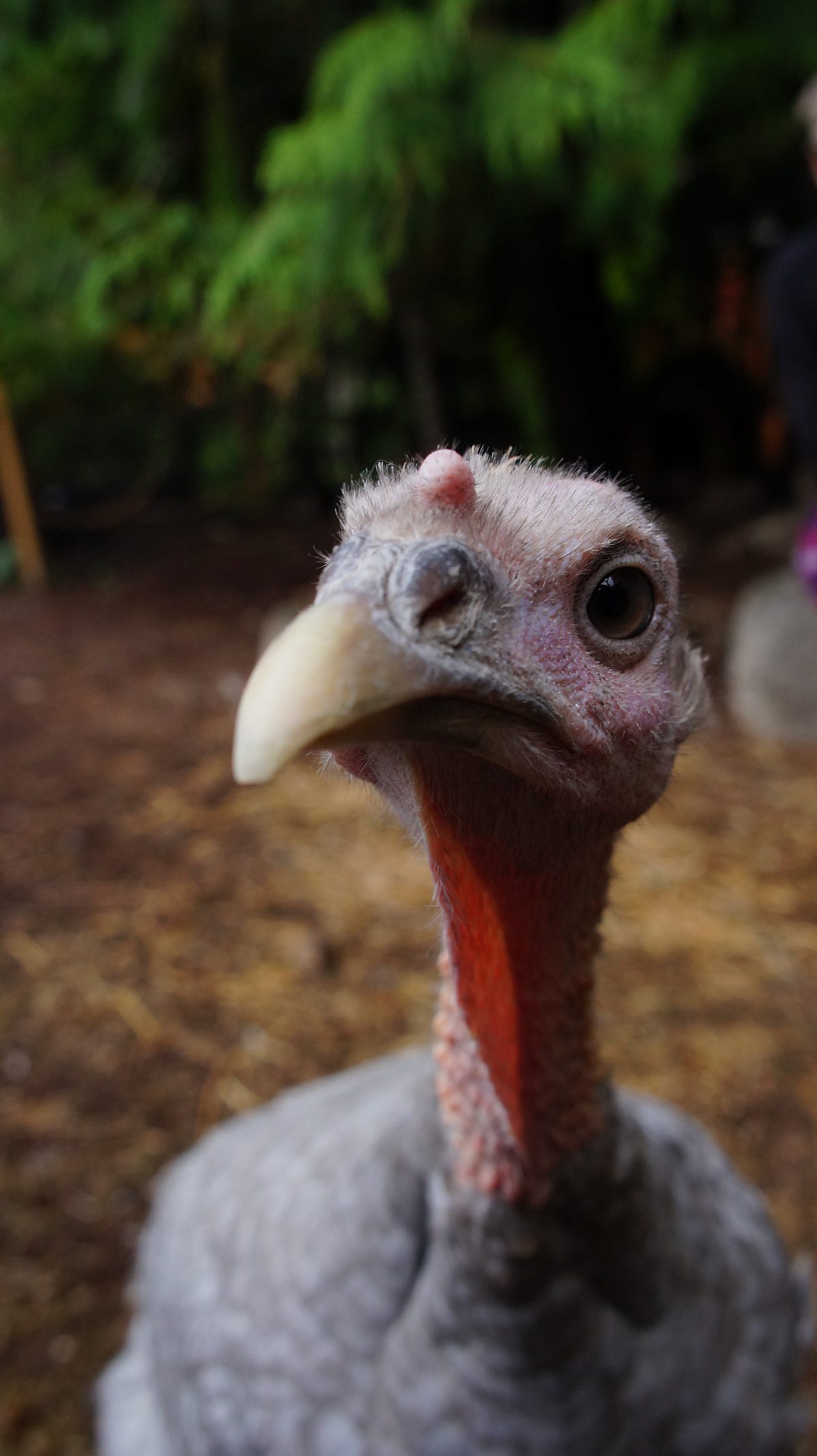 Gobble This Naughty Ad Right Up!. Another wonderfully wicked Naughty ...