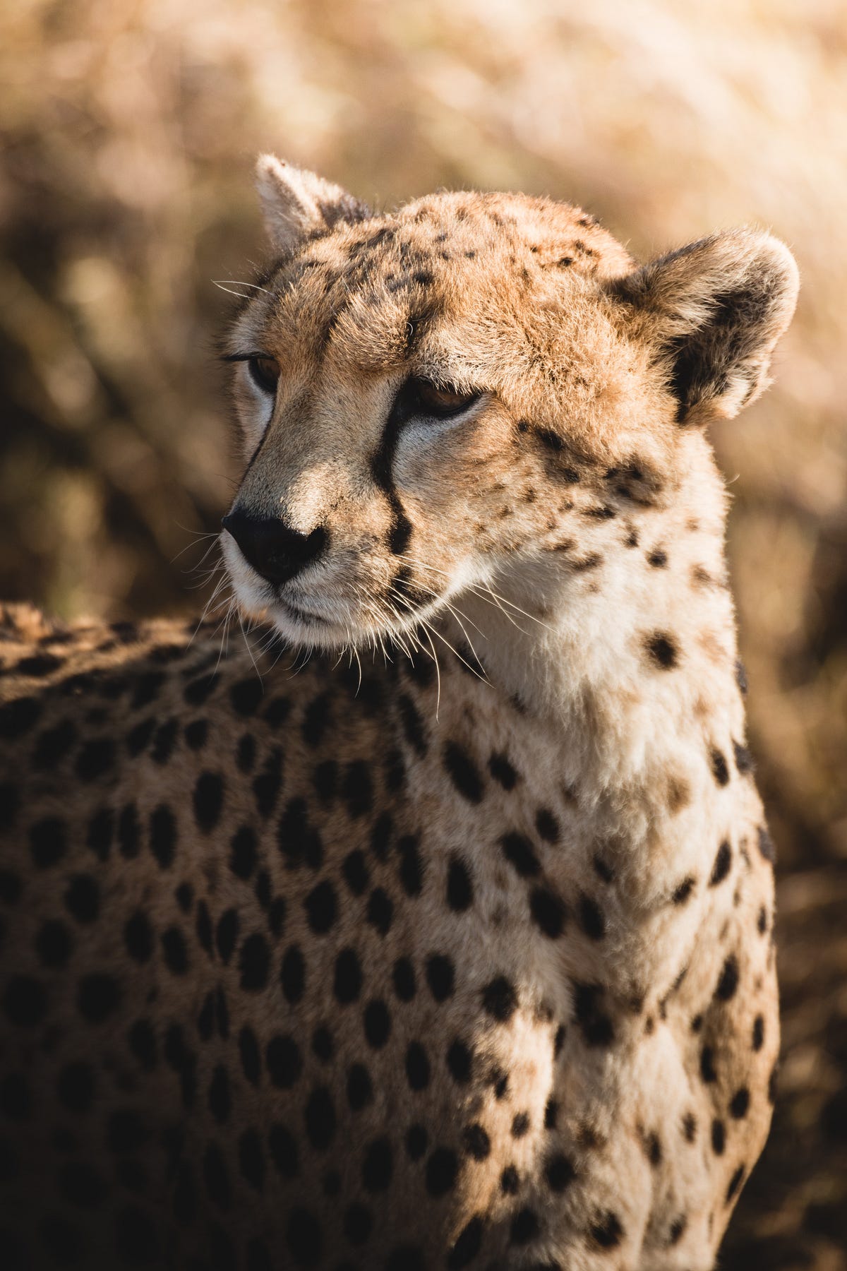Angulars Ngfor Is Not Just For Arrays By Gourav Kajal Javascript