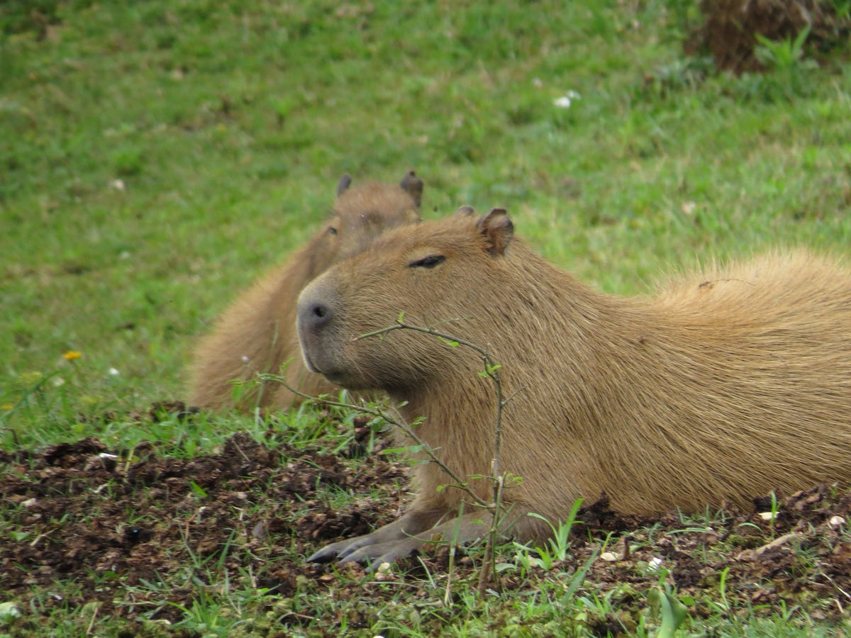 Hungry — a pelican poem A capybara in the sun, that’s how the tragedy ...