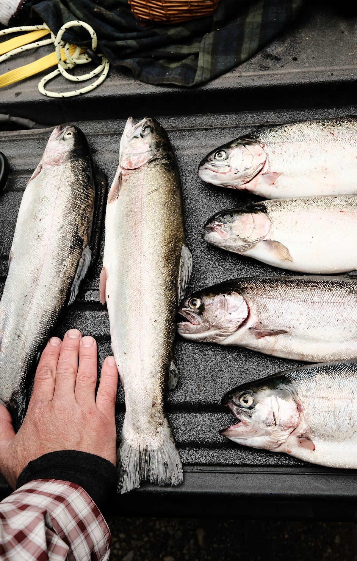 3 Reasons Why You Might Smell Like Fish | by The Nutrition Nurse | Aug ...