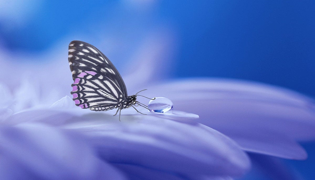 The Lament of a Butterfly. Why the butterfly is depressed | by Srinath ...