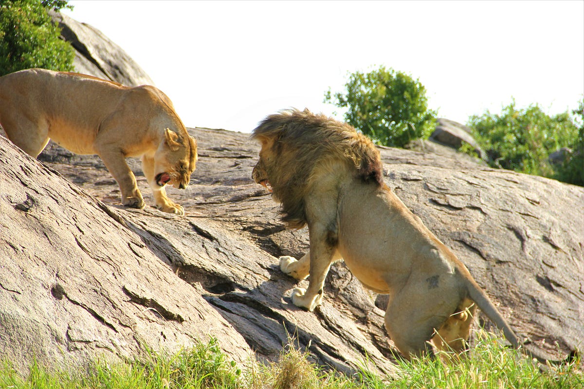 The Most Beautiful Wildlife Pictures I Ever Took | by Anne Bonfert ...