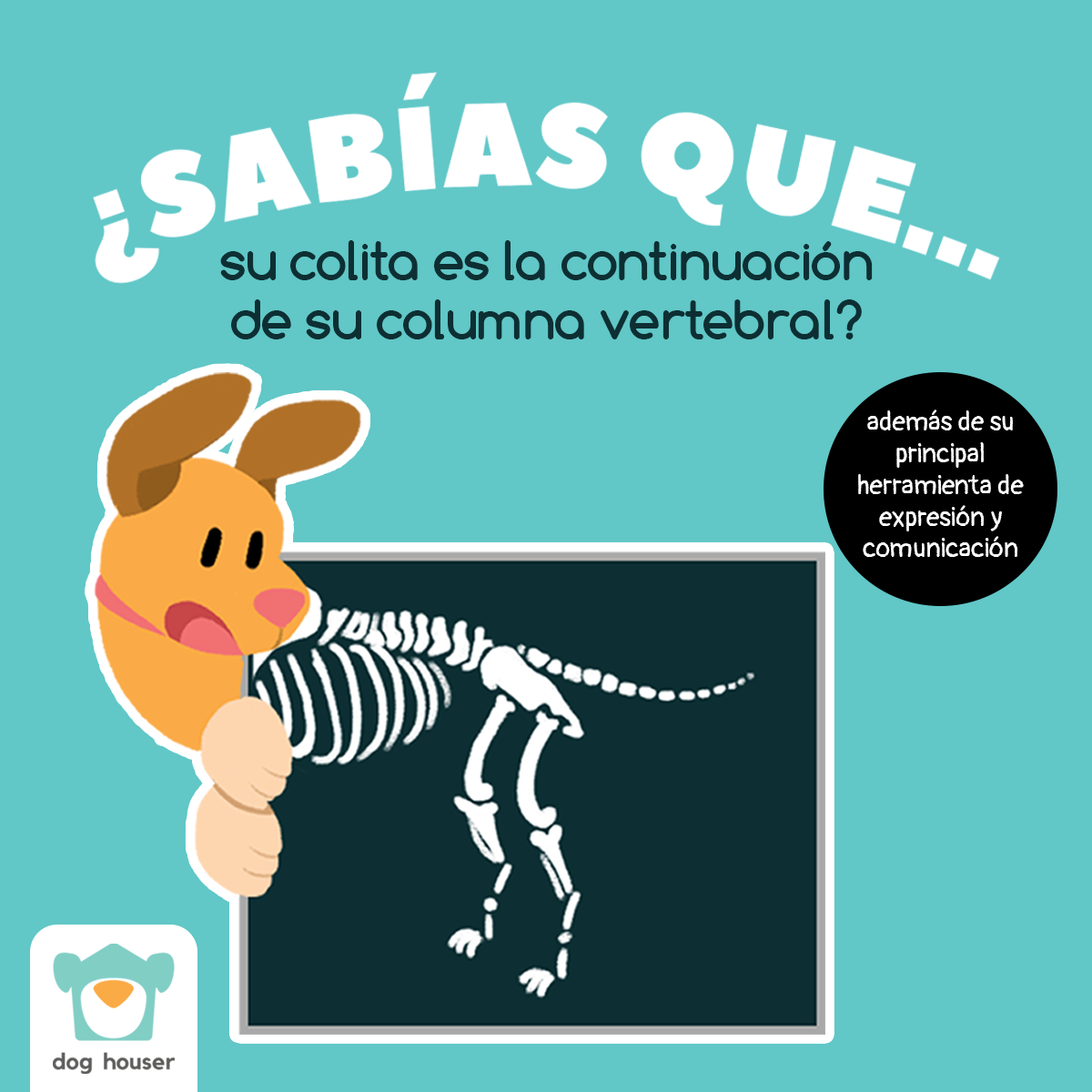Datos curiosos sobre las colitas de nuestras mascotas | by Doghouser ...