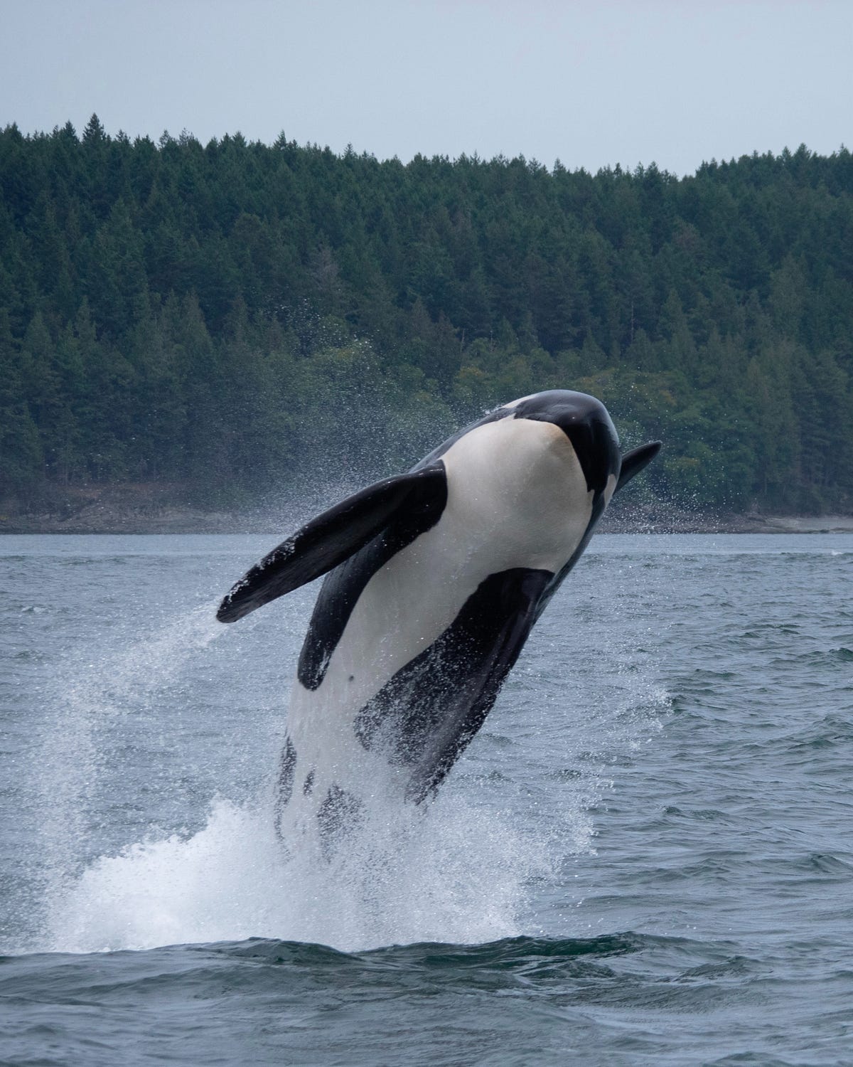 Four hours of orca magic - The Shortform - Medium