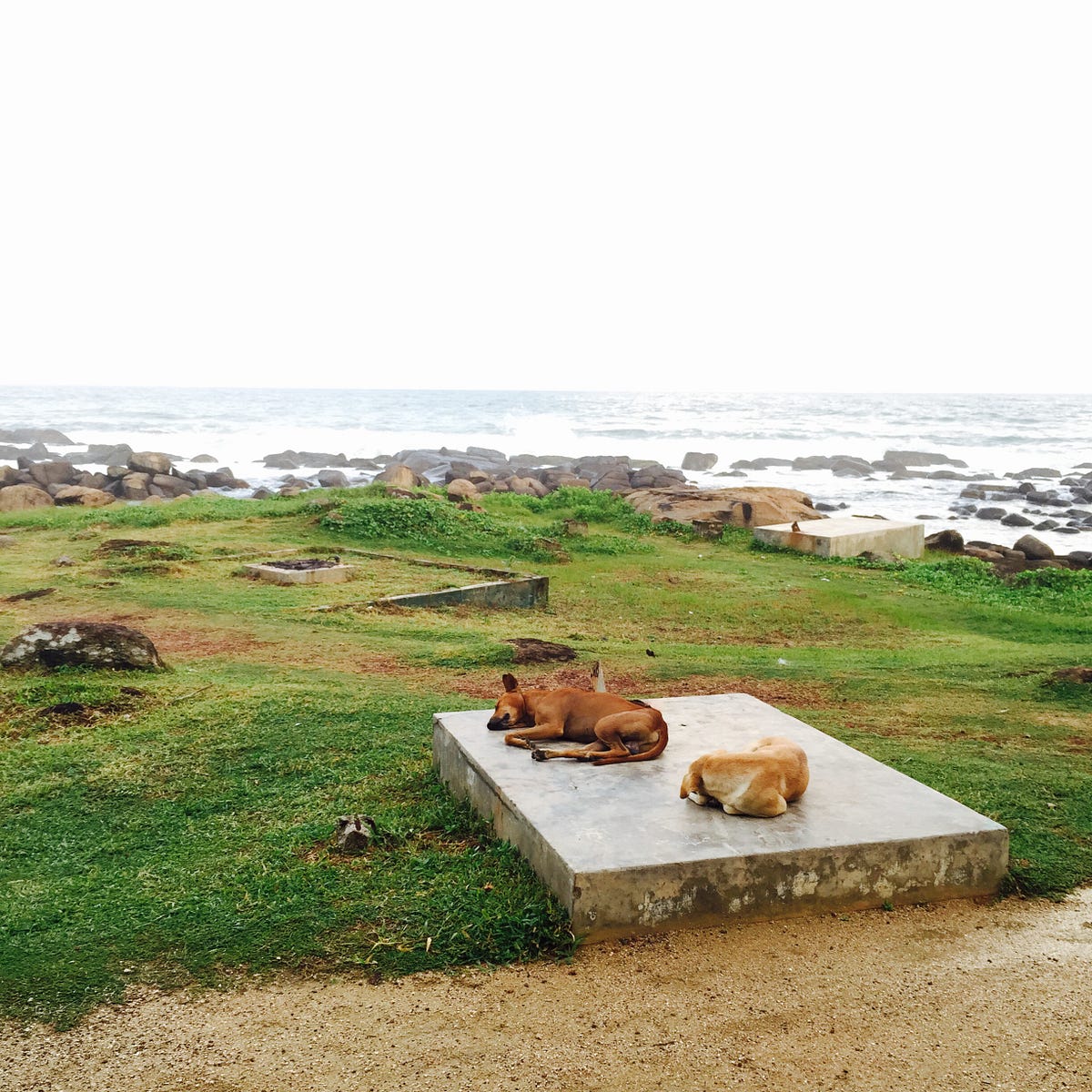 Living in a golden haze. Ah life is good. Oh, the haze is… | by ...