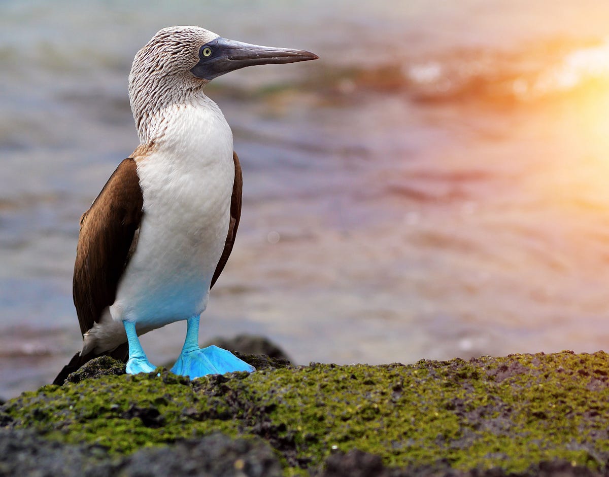 BirdLyfe: The Blue-Footed Booby. This week we bring you the Blue-Footed ...