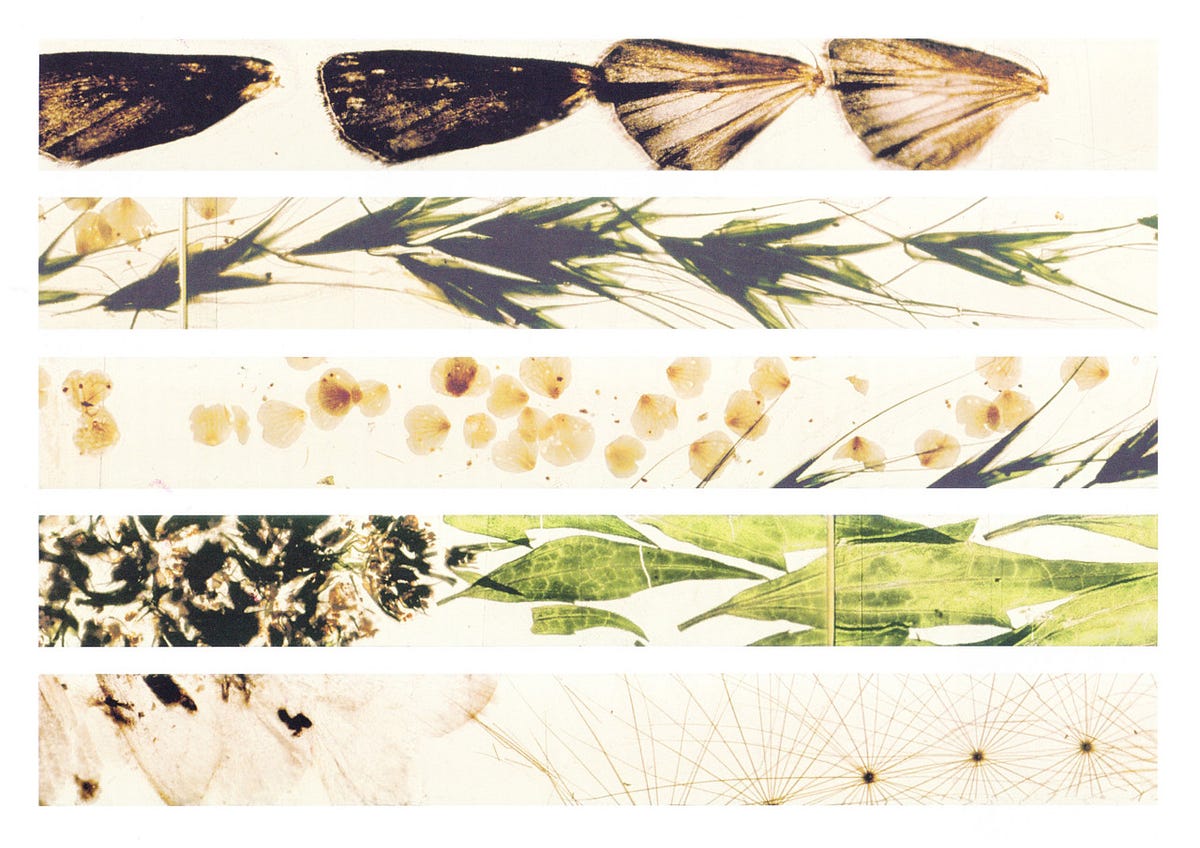 Mothlight: 6 parágrafos e 74 fotogramas para Stanley Brakhage | by José ...