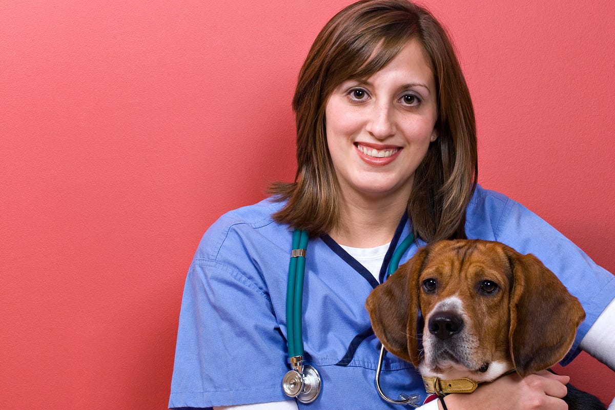 Dog Health Tips How Do You Tell If A Dog Is Sick By William Joshua Dog Health Tips How Do You Tell If A Dog Is Sick By William Joshua