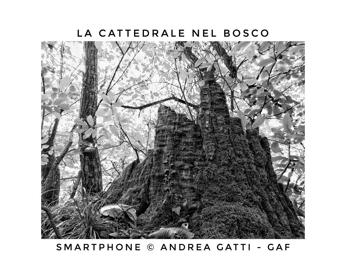 La cattedrale nel bosco. …da Valbona a Corchia — Parma Italy | by ...