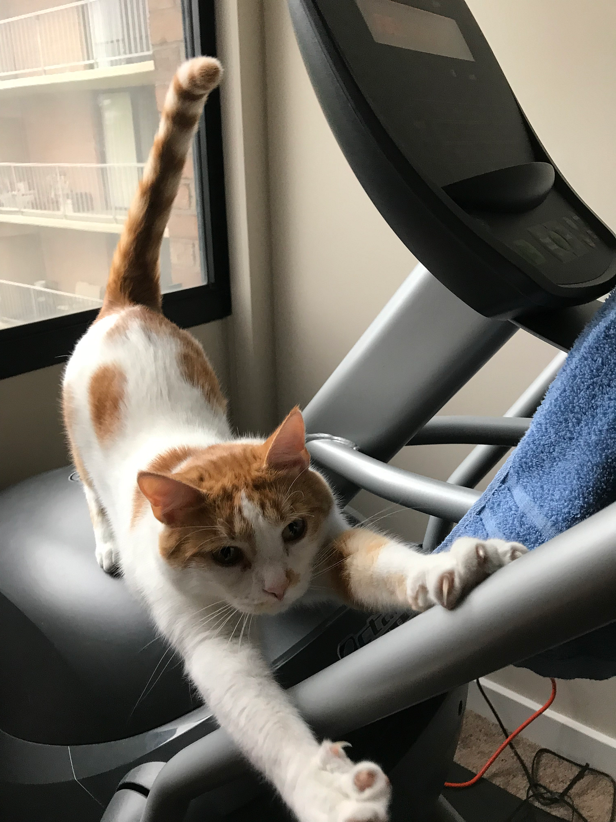 The Cat Tore Judy’s Hamstring. Hey you, get off! | by Brian Dickens ...