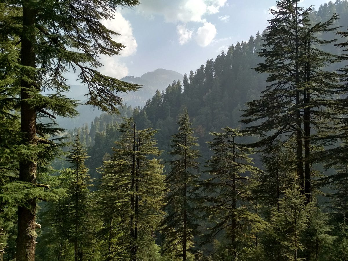 Himalayan Cedar - Himalayan Diaries - Medium