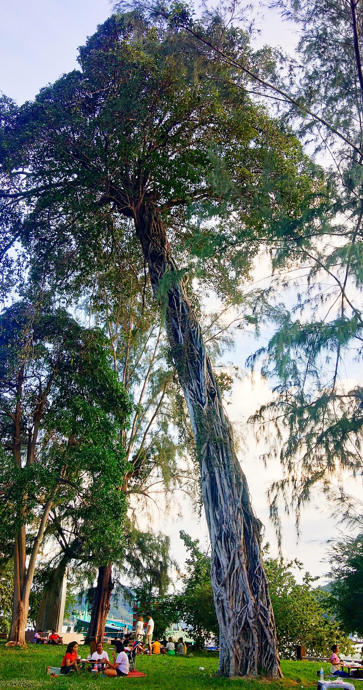 Twisted or Entwined. A free verse poem | by James G Brennan | a Few ...