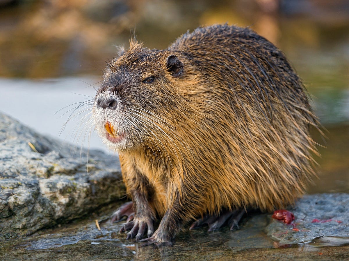 Nutria: The Good, the Bad, and the Nutritious | by Jackson Michael ...