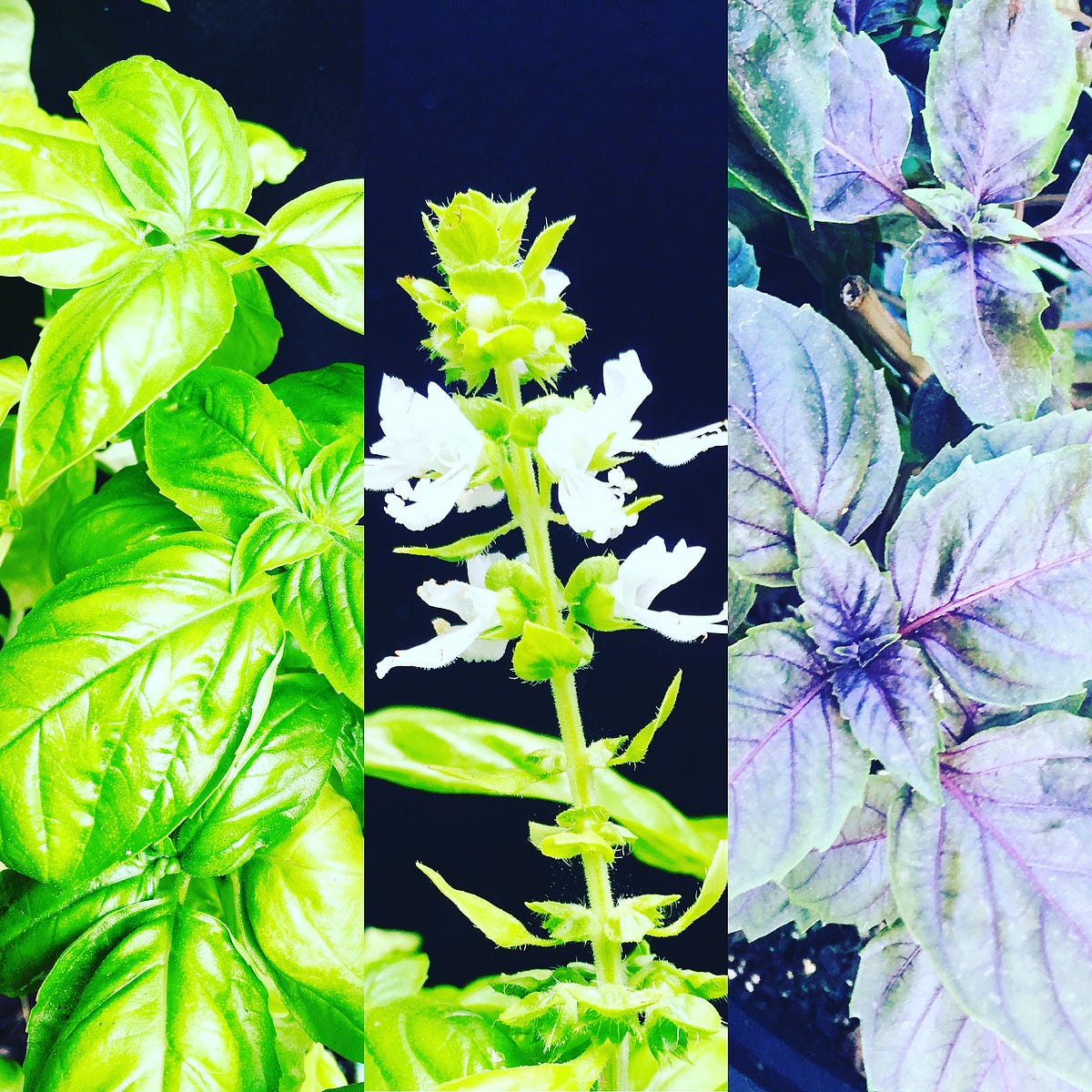 Got Basil?. Basil is one of my favorite herbs. Its… | by Dora Cardona ...