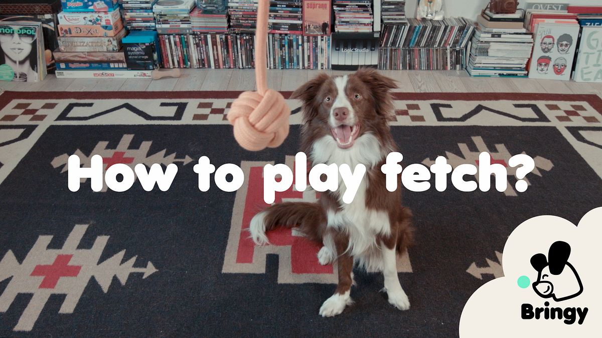 How to play fetch?. Fetch, if practiced correctly, enables… | by Bringy ...