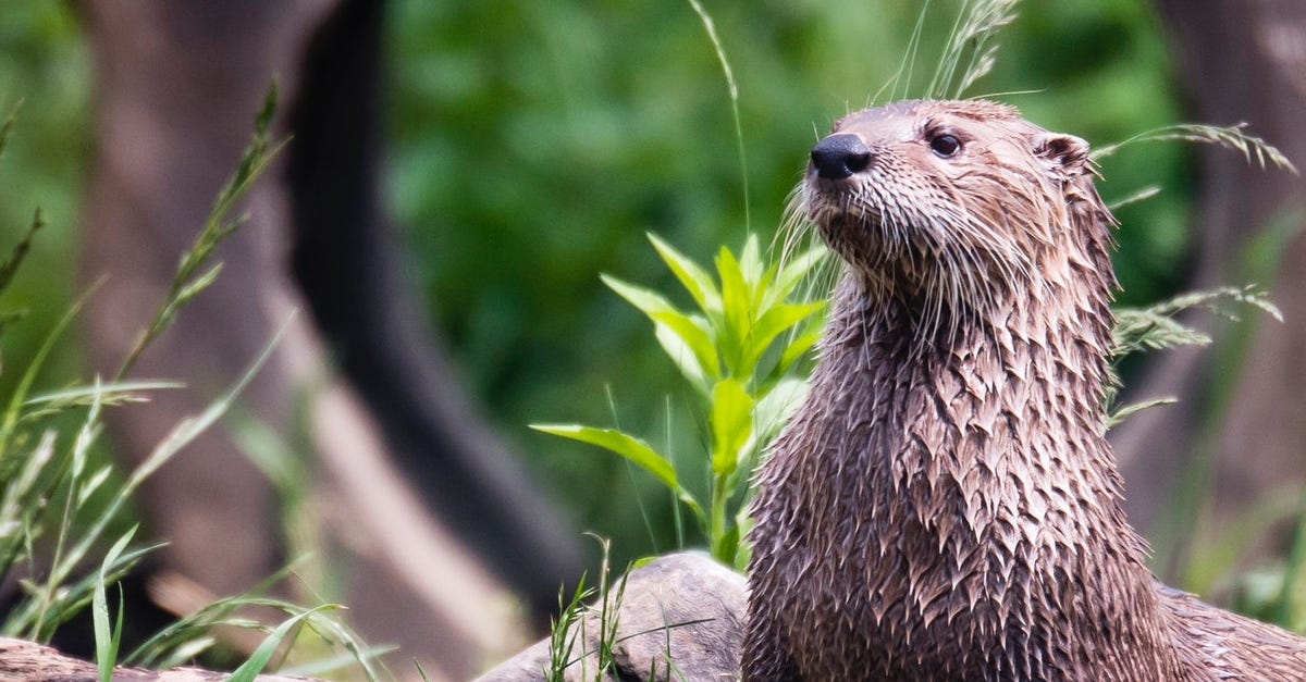The many advantages of a “headless” otter | by Jennifer Tweedie ...