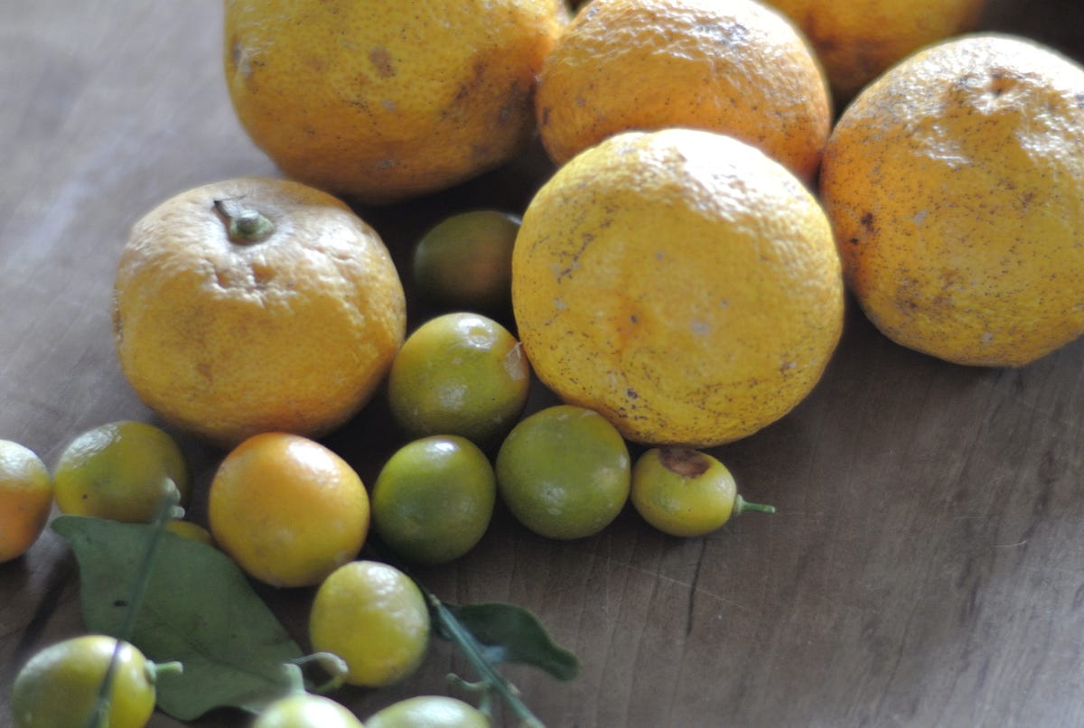 Ehime- Citrus paradise. date: Feb. 7. 2015 climate: 10℃ | by Hiroshi ...