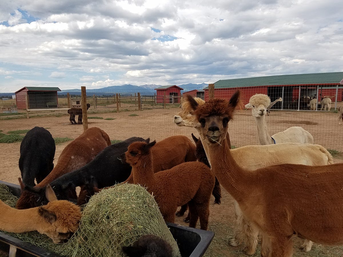 Do Alpacas Spit?. Yep. While Llamas are known for being… | by dawn ...