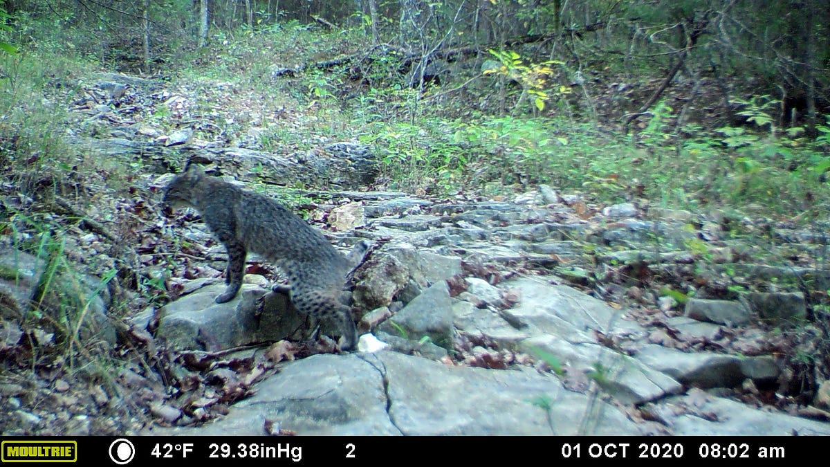 How To Set A Wildlife Camera Trap By Marcus Ward Medium how-to-set-a-wildlife-camera-trap-by-marcus-ward-medium