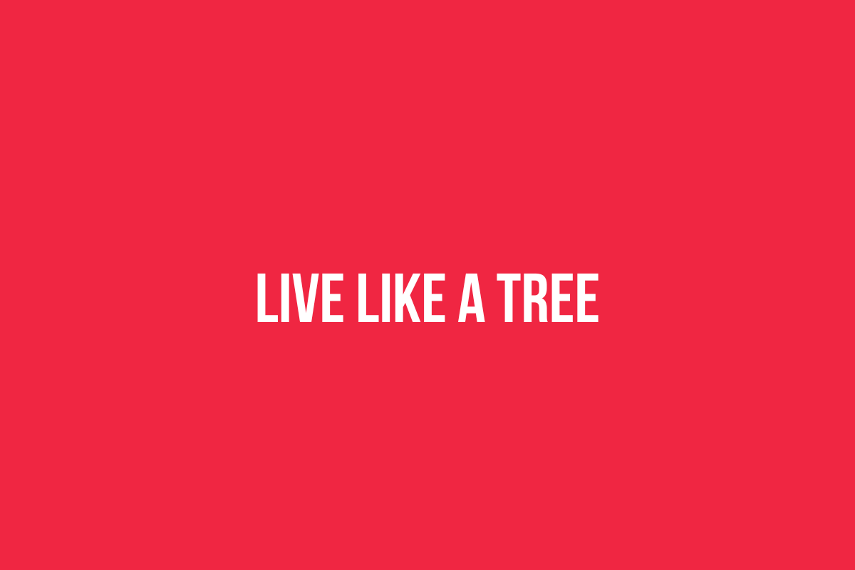 Live Like A Tree. Turn Your Hardships Into Blessings For… | by Chris ...